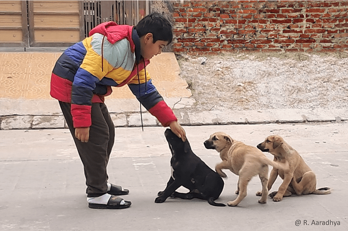 11 Reasons to Adopt a Stray Dog - HubPages