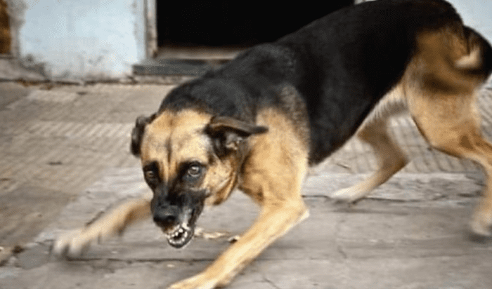 11 Reasons to Adopt a Stray Dog - HubPages