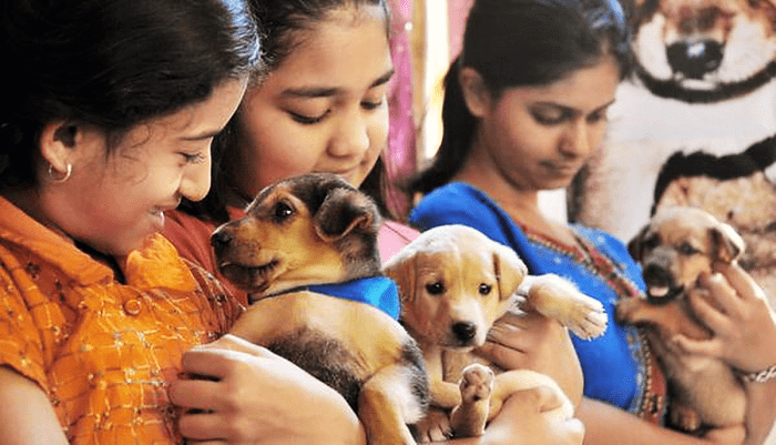 11 Reasons to Adopt an Indian Pariah Dog (Desi Kutta) - HubPages
