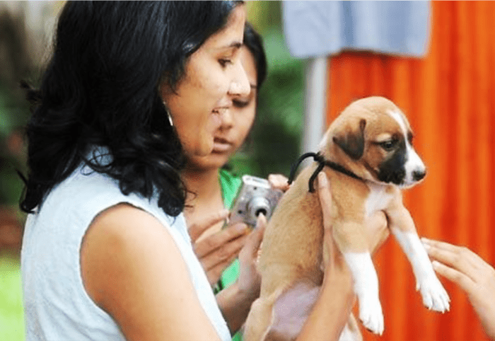 11 Reasons to Adopt an Indian Pariah Dog (Desi Kutta) - HubPages