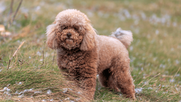 Miniature Poodles: The Ultimate Guide to This Intelligent Breed ...