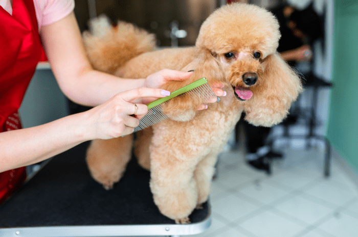 Miniature Poodles: The Ultimate Guide to This Intelligent Breed ...