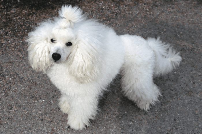 Miniature Poodles: The Ultimate Guide to This Intelligent Breed ...