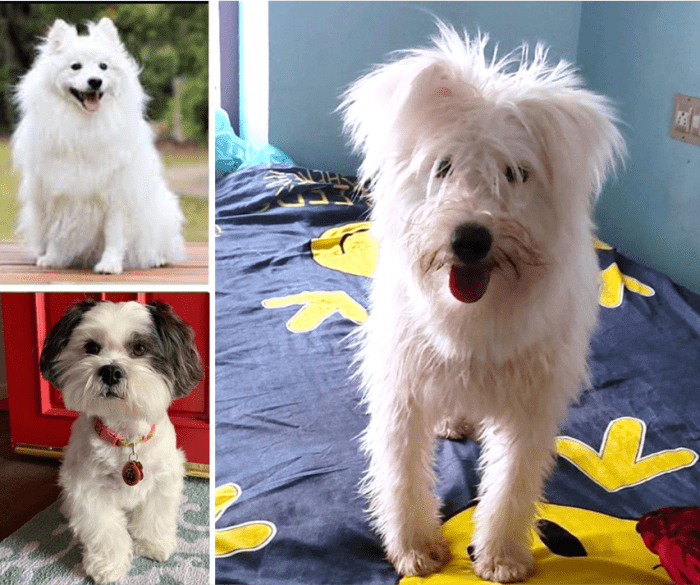 12 Popular Indian Spitz Mix Dog Breeds - HubPages