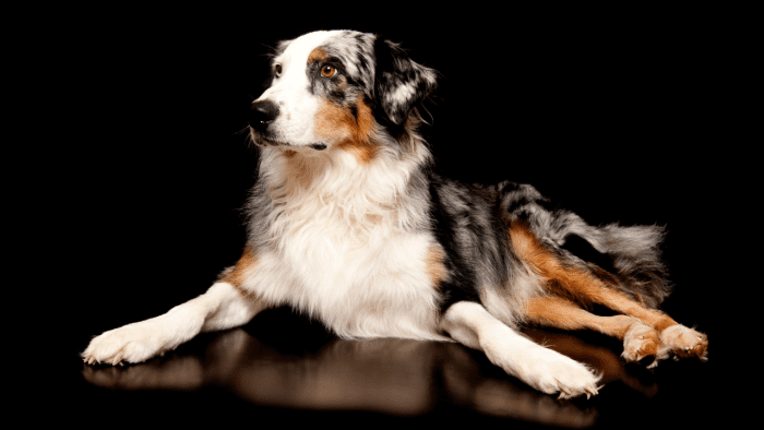 Why Is My Dog Waking up Multiple Times a Night? 12 Causes and Solutions ...