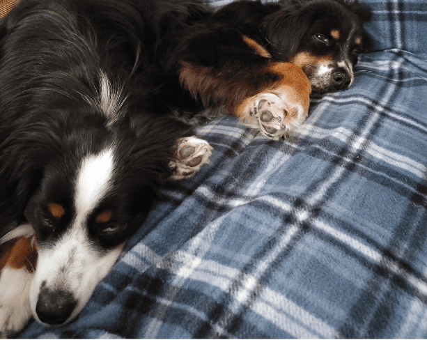 Why Is My Dog Waking up Multiple Times a Night? 12 Causes and Solutions ...