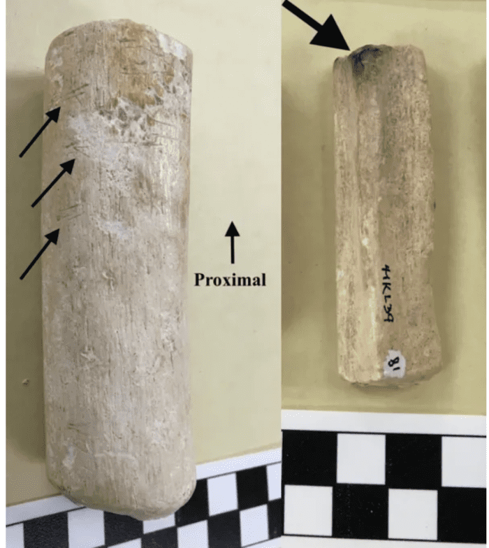 Bones of the Ancestors: Modified Human Remains in Prehistoric South ...