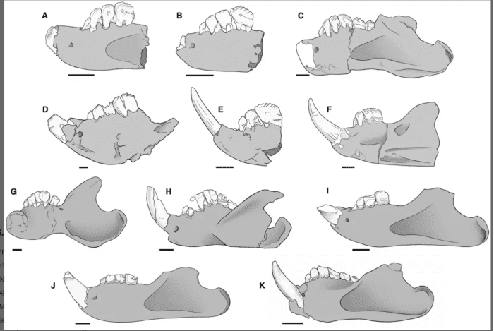 Paleontologists Discover a New Species in Portuguese Jurassic Deposits ...