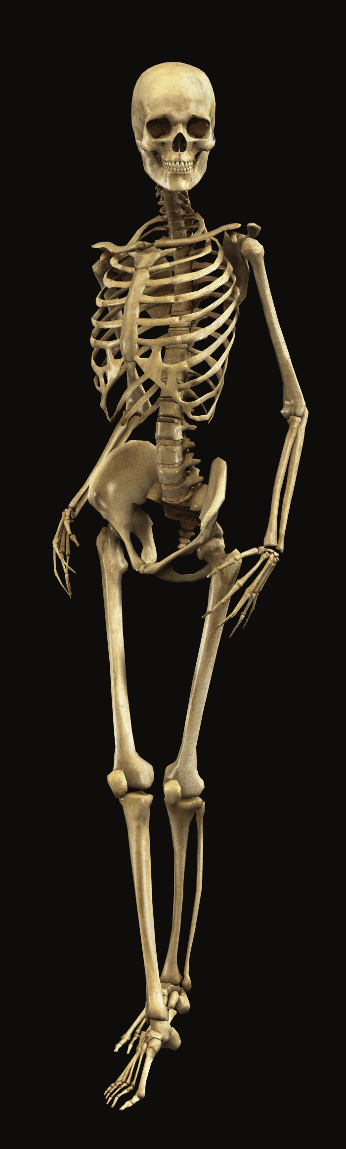 Bone Health: How to Keep Healthy Bones - HubPages