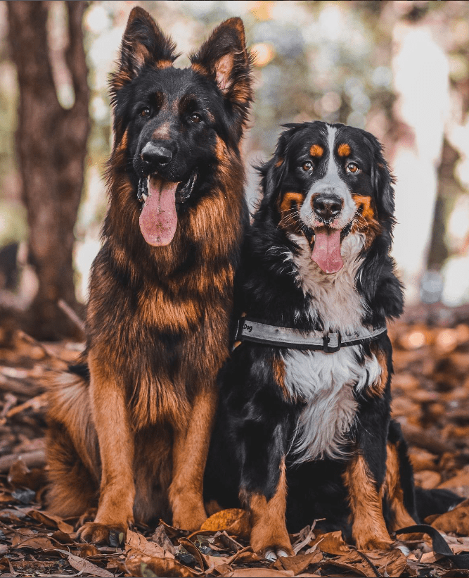 7 Best Companion Dogs for a Bernese Mountain Dog - HubPages
