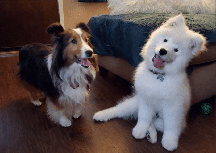 7 Best Companion Dogs for a Shetland Sheepdog - HubPages