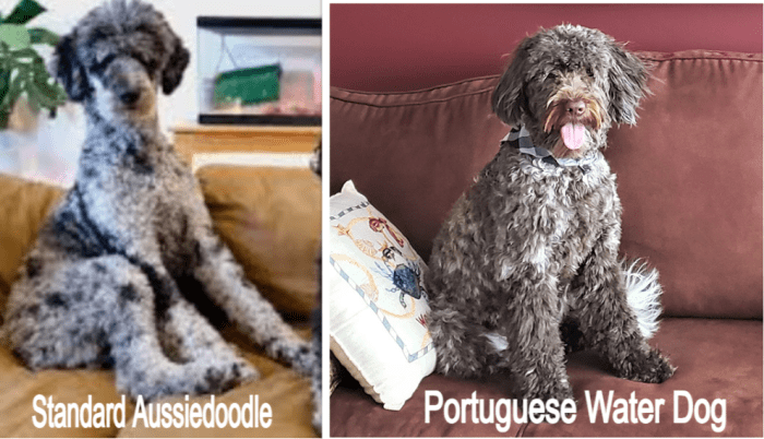 7 Best Companion Dogs for a Portuguese Water Dog - HubPages