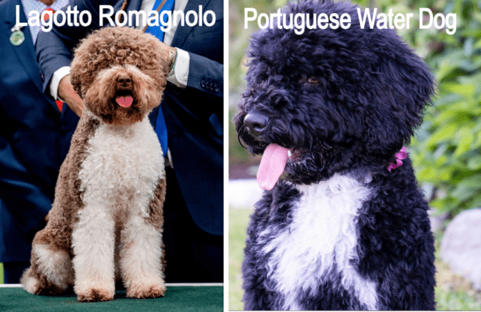 7 Best Companion Dogs for a Portuguese Water Dog - HubPages