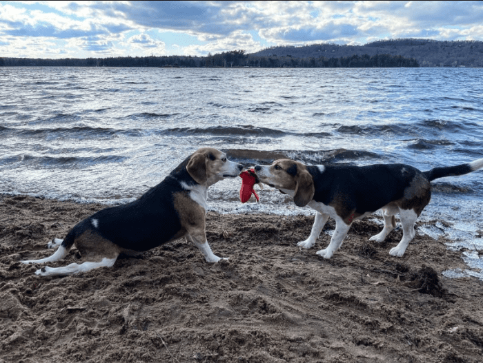 7 Best Companion Dogs for a Beagle - HubPages