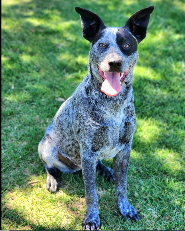 5 Herding Dog Breeds from Australia - HubPages