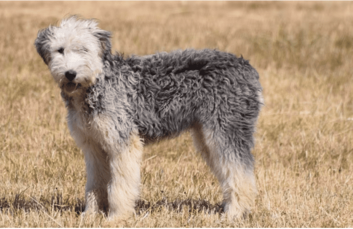 5 Herding Dog Breeds from Australia - HubPages