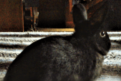 Do Rabbits Make Good Pets? - HubPages