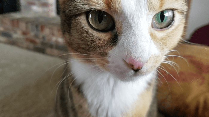 Purrfectly Playful: 15 Fun Cat Facts - HubPages