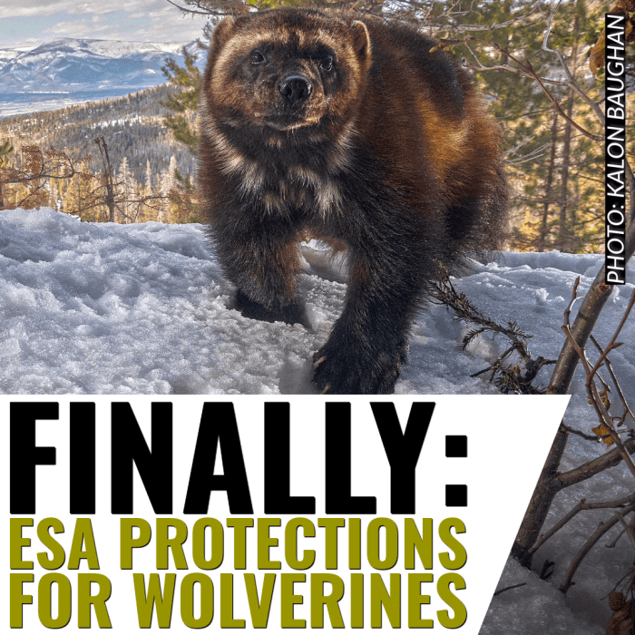 The Endangered And Elusive Wolverine - HubPages