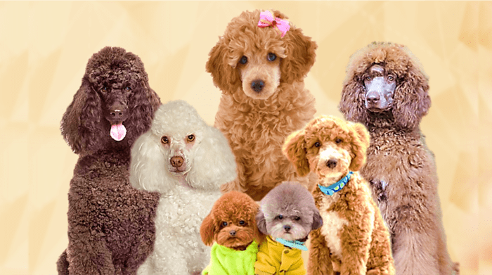 Classifying Different Types of Poodles, an Overview - HubPages