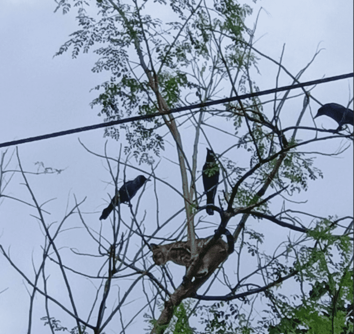 Cats Often Climb Trees; Are They Playing or Fleeing a Threat? - HubPages