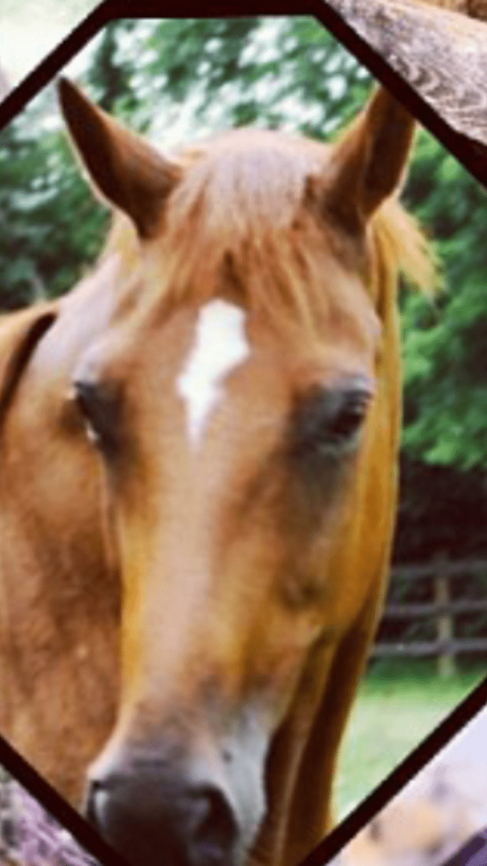 What Is A Heart Horse Anyway? - HubPages