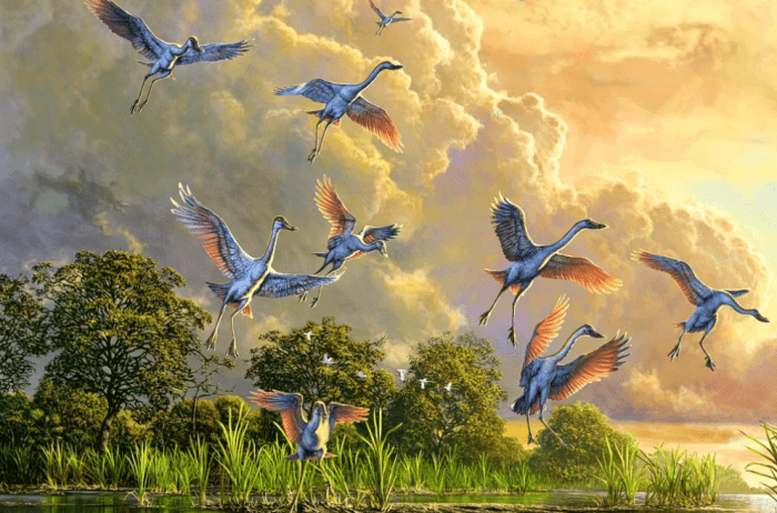 How to Bird: 50 Million-Year-Old Fossil Traces Reveal Ancient Waterbird ...