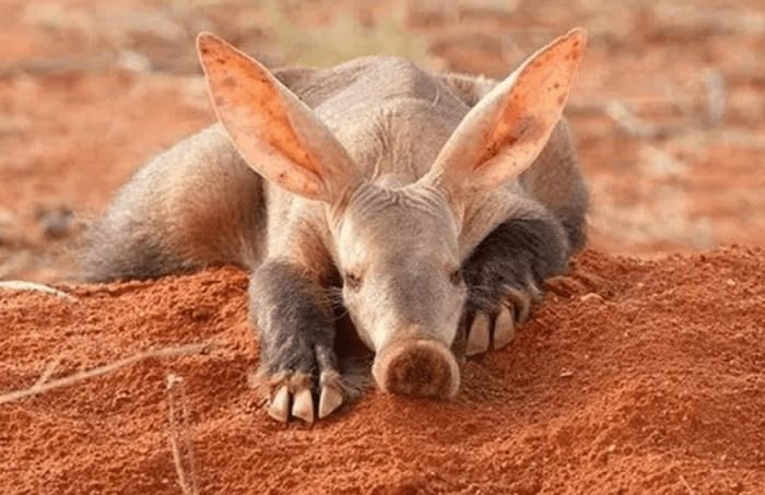 New Study Describes Discovery and Identification of Rare Aardvark Trace ...