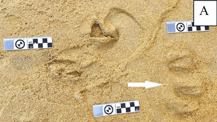 New Study Describes Discovery and Identification of Rare Aardvark Trace ...