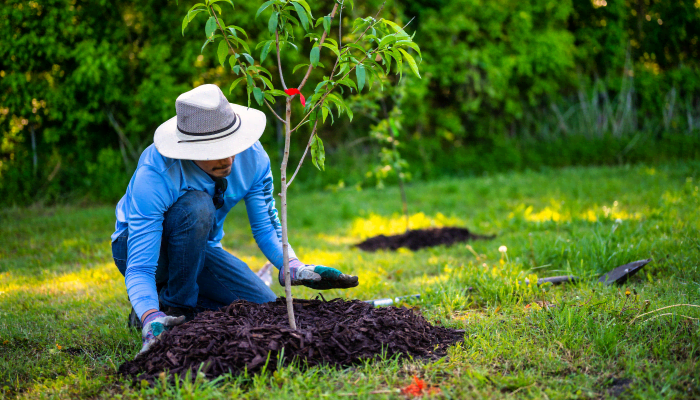 100 Arbor Day Messages to Celebrate Trees, Nature, and Sustainability ...