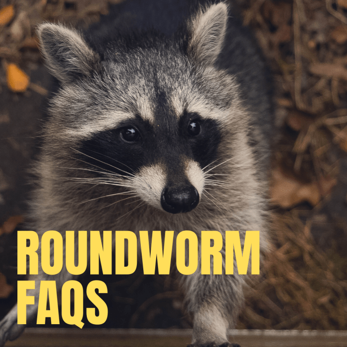 Raccoon Roundworm Infection Baylisascaris Procyonis In Humans raccoon-roundworm-infection-baylisascaris-procyonis-in-humans