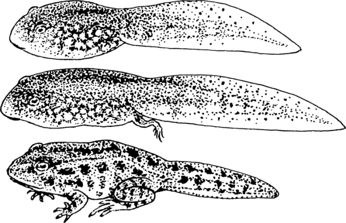 Tadpoles—the Larvae of Frogs and Toads - Owlcation