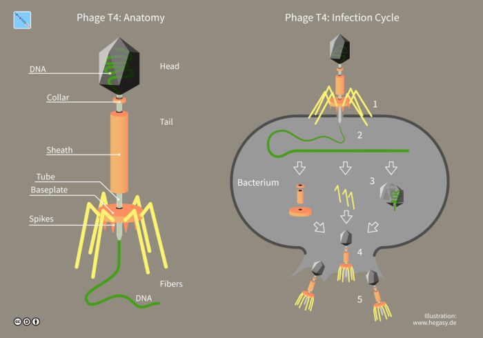 Bacteriophages: Viruses in Bacteria and the Gut Microbiome - Owlcation