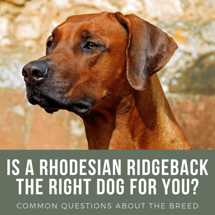 Rhodesian Ridgeback: Breed History, Temperament, and FAQs - PetHelpful ...