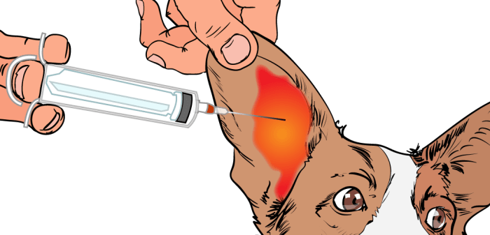 Hematoma: Swollen Dog Ear Flap and How to Treat It - PetHelpful - By ...
