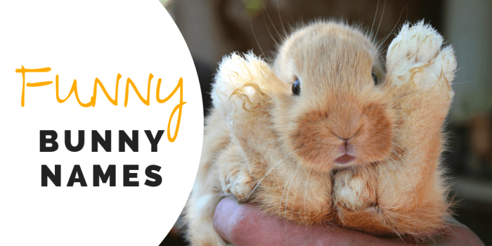 350+ Bunny Names for Your Floppy-Eared Friend - PetHelpful - By fellow ...
