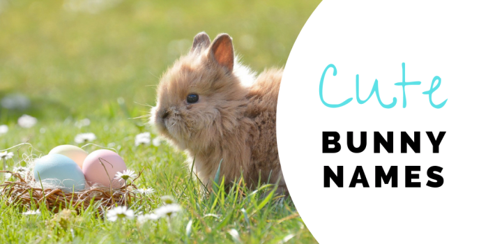 350+ Bunny Names for Your Floppy-Eared Friend - PetHelpful - By fellow ...
