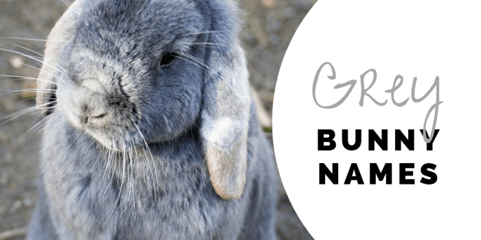 350+ Bunny Names for Your Floppy-Eared Friend - PetHelpful - By fellow ...