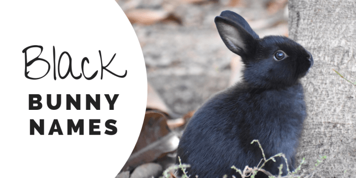 350+ Bunny Names for Your Floppy-Eared Friend - PetHelpful - By fellow ...