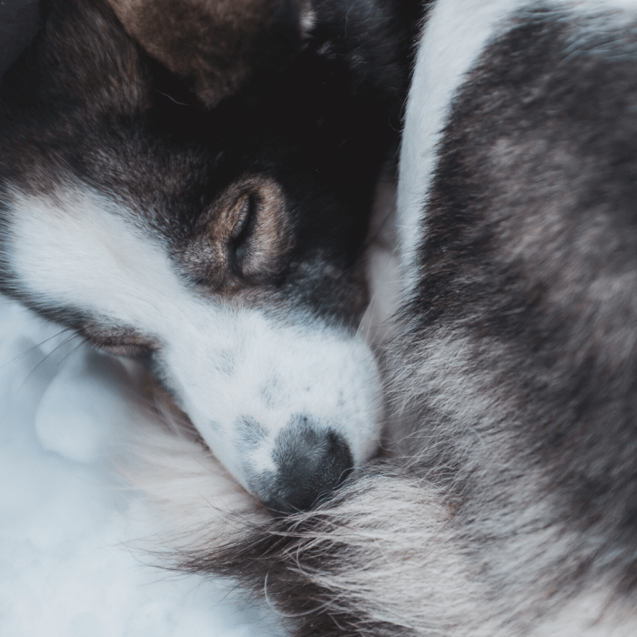 4 Types of Dandruff in Dogs & Easy Ways to Control It at Home ...