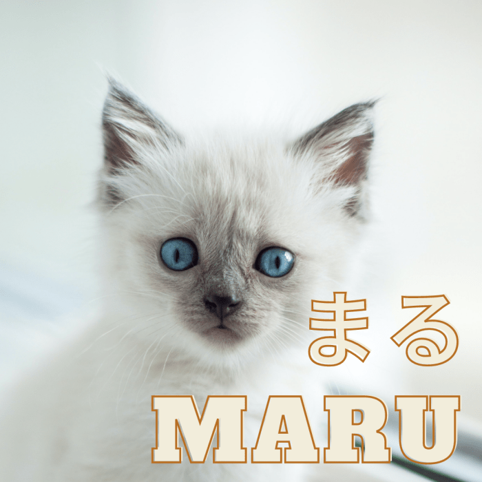 100 Cute Japanese Cat Names For Your Pet PetHelpful 100 Cute Japanese Cat Names For Your Pet PetHelpful