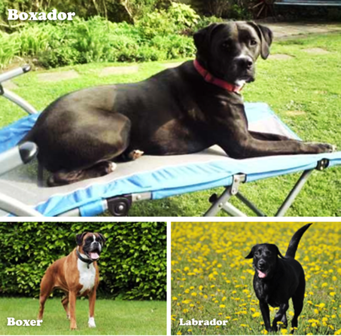 10 Most Popular Designer Dogs of Medium to Large size - HubPages