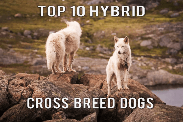 The 10 True Hybrid Cross Breed dogs - HubPages