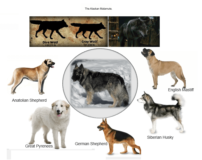 7 Dog Breeds Developed From the German Shepherd's Bloodline - HubPages