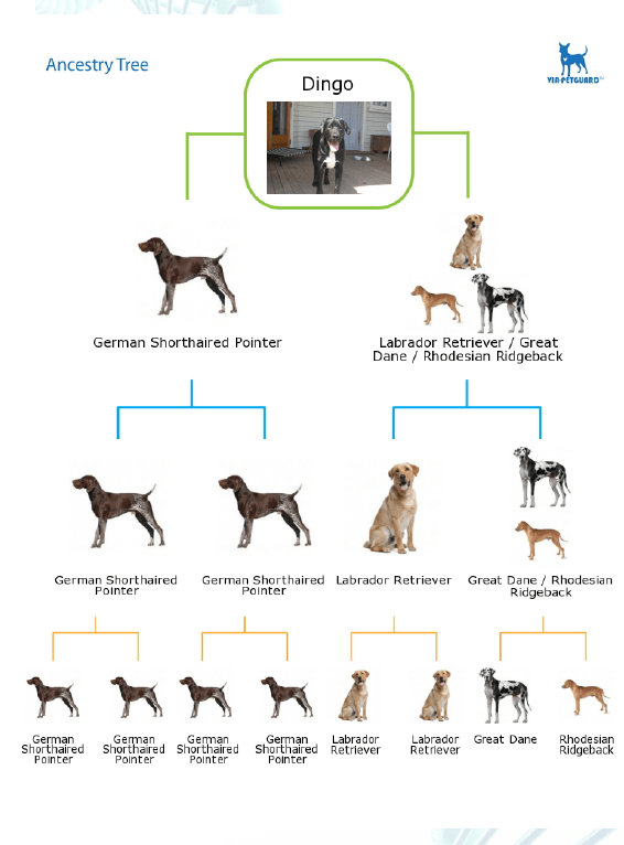 Viaguard Accumetrics Dog Breed DNA Test Results and Review - HubPages