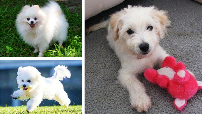 Top 15 Most Popular Pomeranian Mix Dogs - HubPages