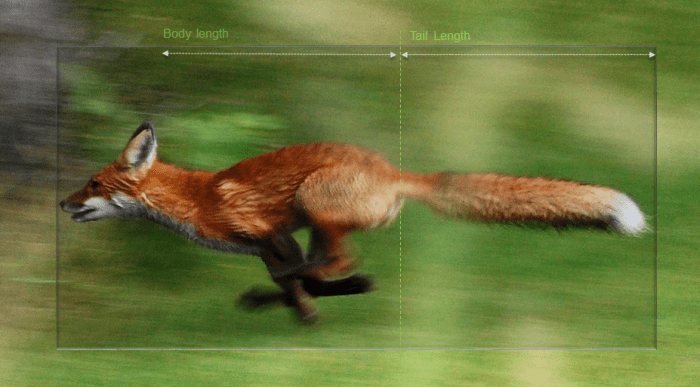 The 25 Interesting Facts About foxes - HubPages