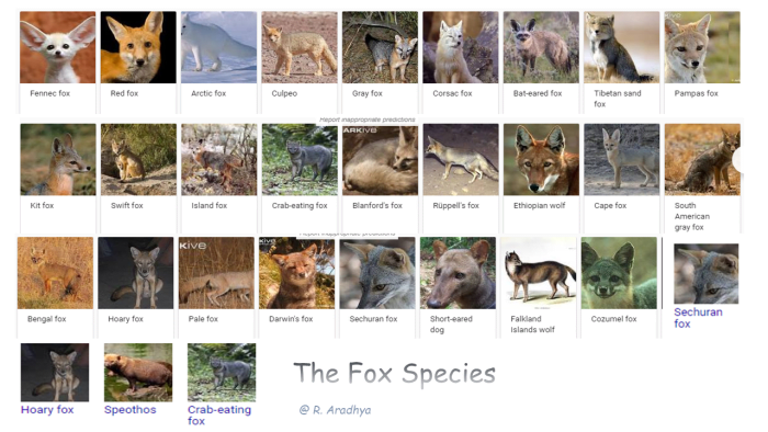 The 25 Interesting Facts About foxes - HubPages