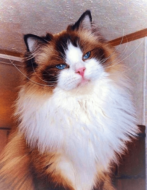 The Legendary Ragdoll Cat - HubPages