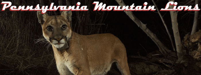 Top 10 Cryptids Still Roaming Around Pennsylvania - HubPages